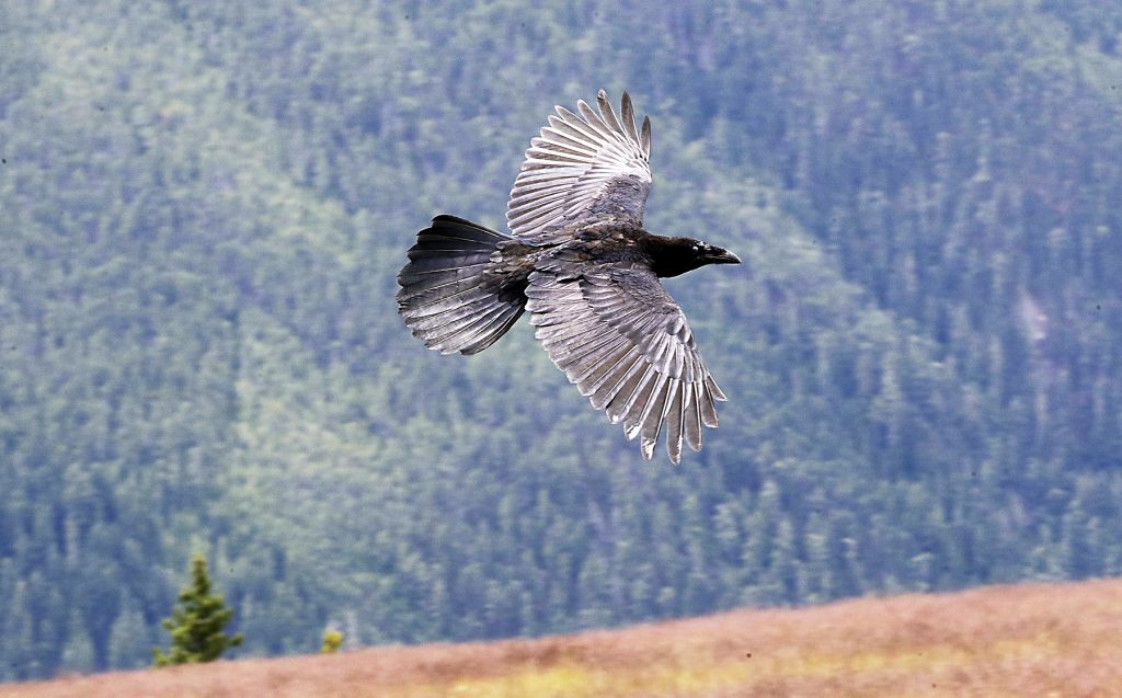 The Raven is real; beyond and before the NFL - Herald-Standard